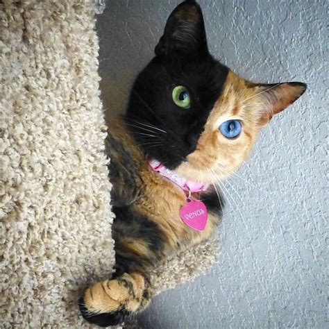 Heres Why Calico Cats Are The Coolest Meowingtons