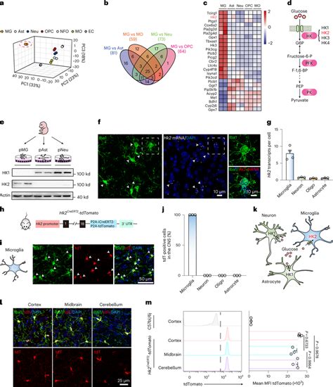 Restrictive Expression Of Hexokinase 2 In Microglia In The Brain A Pca Download Scientific