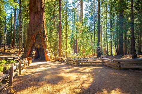 Mariposa Grove Of Giant Sequoia Trees Yosemite National Park