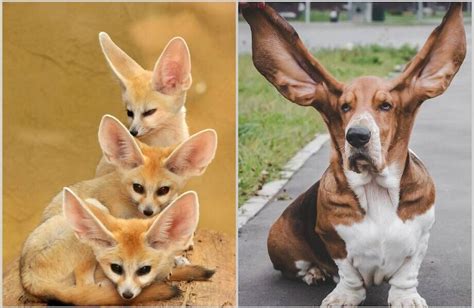 14 прелестных животных которых природа наградила большими ушами Travelask Дзен