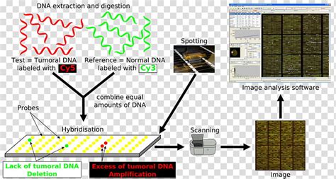 Microarray Clipart