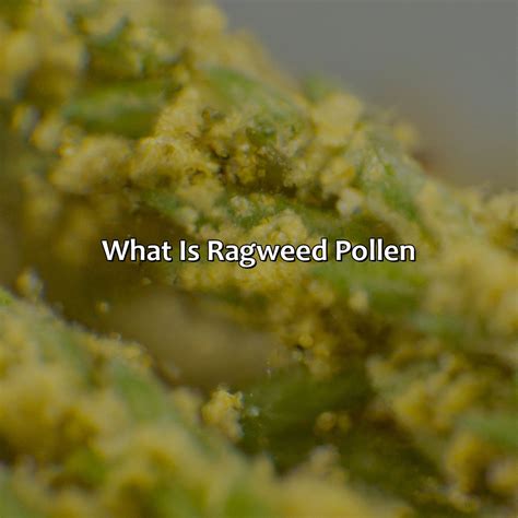 What Color Is Ragweed Pollen