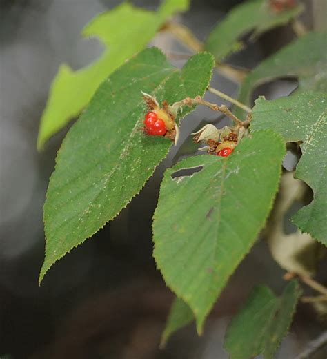 A Wandering Naturalist Sabah Return To Kinabalu