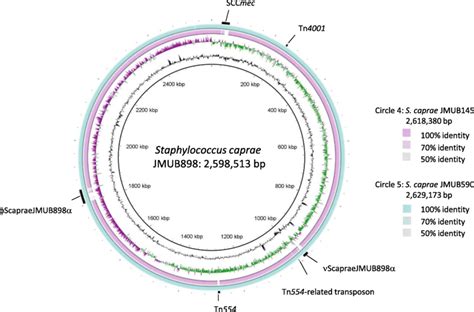 Circular Representation Of The Genome Comparison Of Three Download Scientific Diagram