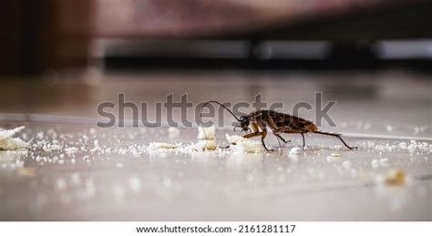 1 243 Cockroach Garbage Royalty Free Photos And Stock Images Shutterstock