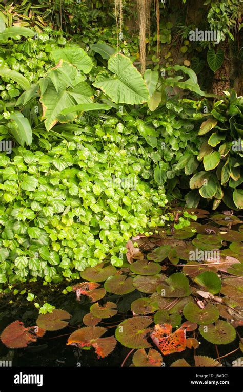 Leaf Environment Enviroment Tree Garden Flower Plant Wild