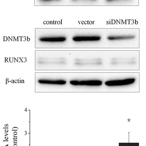 methylation dependent regulation of runx3 expression a methylation