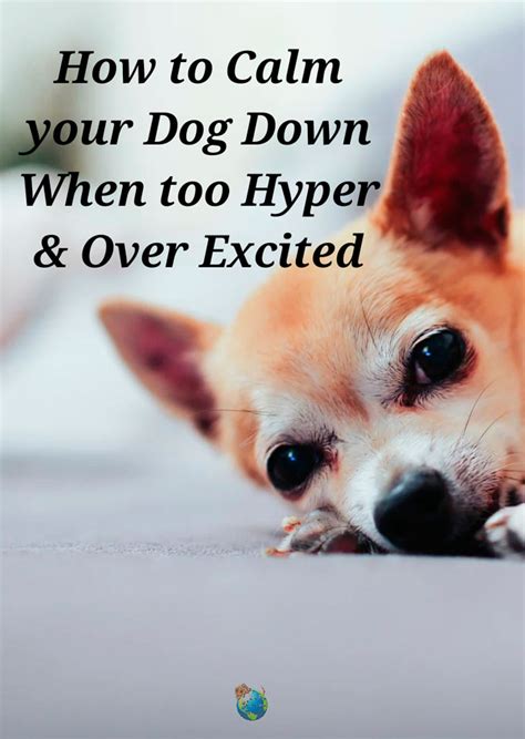 How Do I Calm My Puppy Down