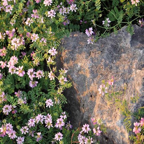 Drought Tolerant Crown Vetch Seeds For Erosion Control Or Ground Cover