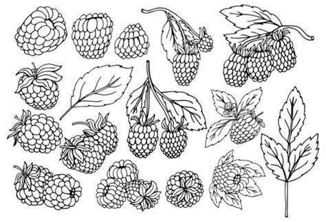 Raspberry Sketch Vector Art Icons And Graphics For Free Download