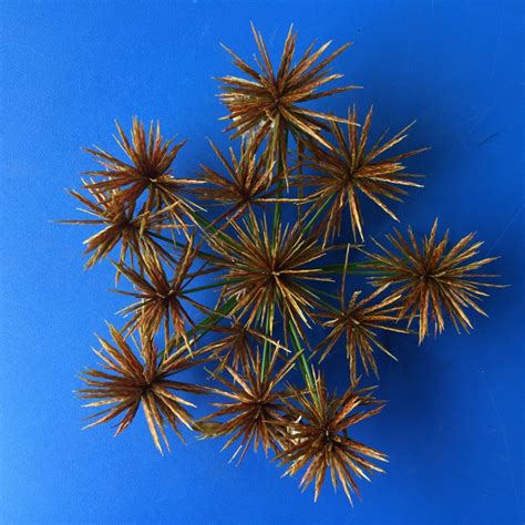 Cyperus Compactus Retz Weedid Project