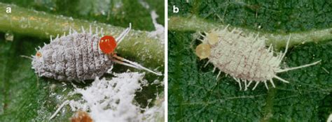 1 Adult Females Of Pseudococcus Maritimus A And Ps Viburni B