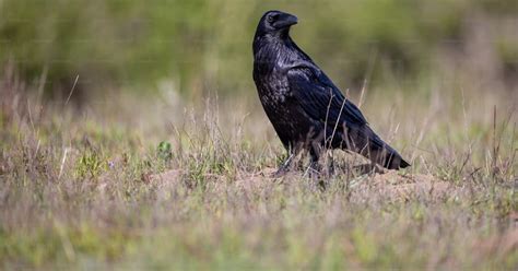 검은 새가 들판에 서 있다 사진 Unsplash의 까마귀 이미지