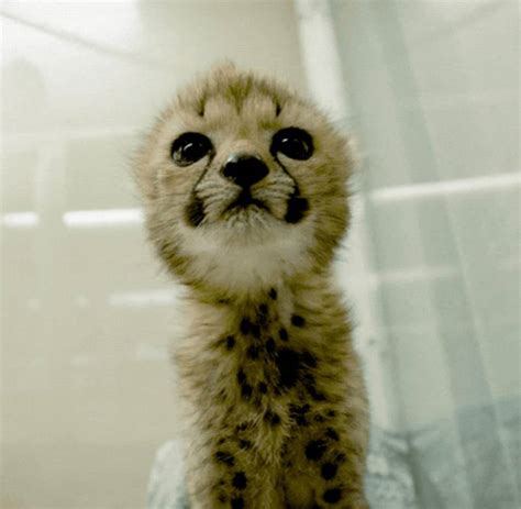 얘들아 이 과자 대박임 인스티즈 Instiz 익명잡담 카테고리