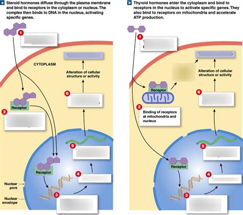 the endocrine system diagram quizlet
