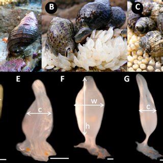 Communal Spawning And Egg Capsule Morphology Of The Three Study Download Scientific Diagram