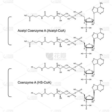 辅酶a和乙酰辅酶a素材 花瓣网