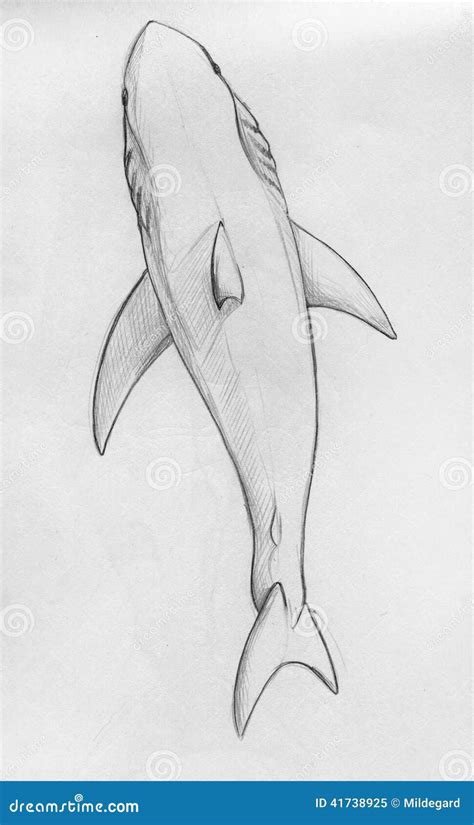 Easy Pencil Drawing Of A Shark