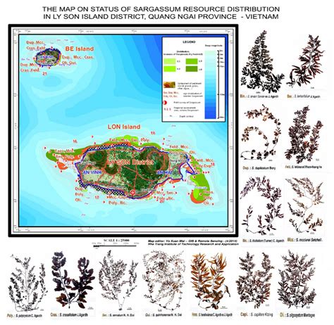 Map Showing The Distribution Status Of Sargassum Resource In Ly Son