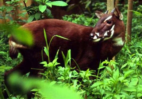 გადაშენების პირას მყოფი 10 უმნიშვნელოვანესი ცხოველი