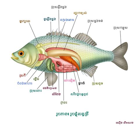 ថ្នាក់ទី10 មេរៀនទី6 ជីវវិទ្យា Biology Facebook