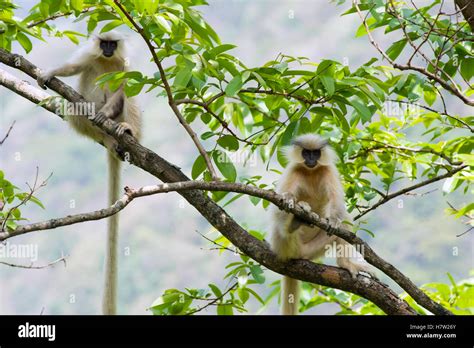 Golden Langur Trachypithecus Geei Pair In Tree Shemgang Bhutan