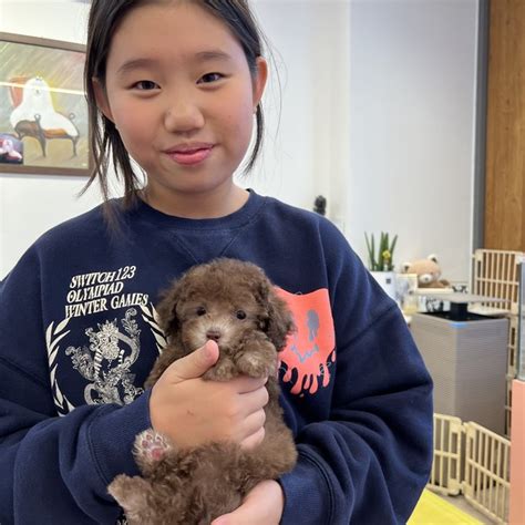 [분양후기] 11 04 카페오레 토이푸들 분양후기 유어펫 공식사이트 강아지분양 고양이분양