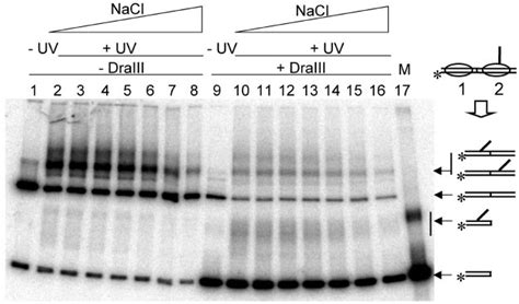 The Tip Of The H2a Tail Makes Inter Nucleosomal Contacts To Dna In A Download Scientific