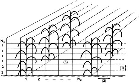 Schematic Representation Of The Subdivision Of The Canopy 1
