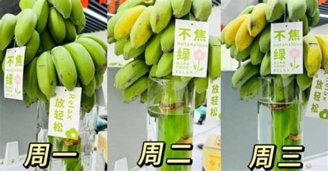 회사에서 녹색 바나나 숙성하는 中 직장인들 대체 왜