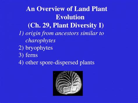 Ppt An Overview Of Land Plant Evolution Ch 29 Plant Diversity I 1 Origin From Ancestors