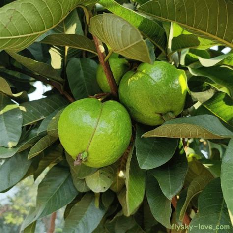 천연 감기약으로 알려진 열대과일 구아바 특징 효능에 대해