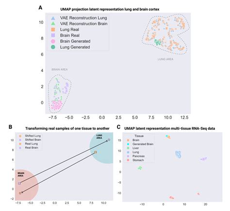 Umap Visualization Of β Vae Embedding Of Multi Tissue Expression Download Scientific Diagram