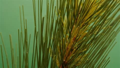 Do Pine Trees Reproduce Asexually Garden Guides