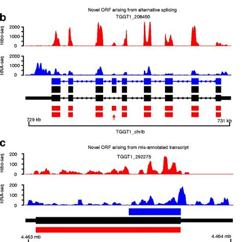 Ribosome Profiling Reveals Novel And Annotated Open Reading Frames A Download Scientific