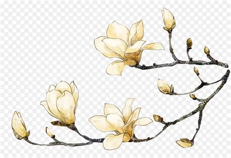 玉兰白玉兰树枝花苞PNG图片素材下载 图片编号qjvvwrej 免抠素材网