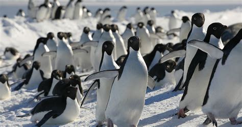 Antarctic Database Maps Ice Free Biodiversity Zones Mirage News