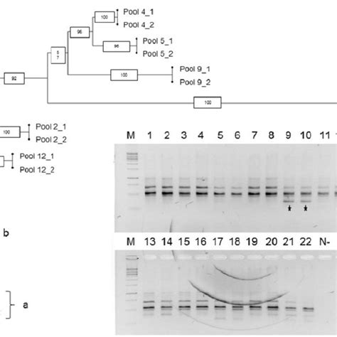A Dendrogram Constructed From Agarose Gel Electrophoresis Analysis Of