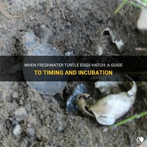 When Freshwater Turtle Eggs Hatch A Guide To Timing And Incubation PetShun