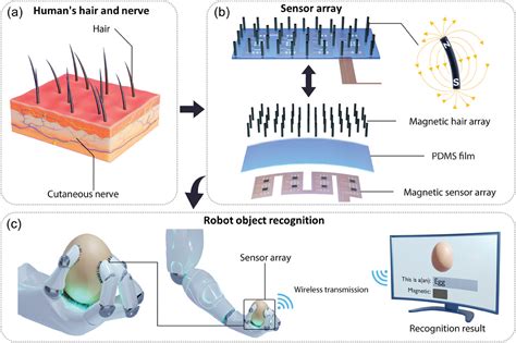 Magnetic Tactile Sensor With Bionic Hair Array For Sliding Sensing And Object Recognition Man