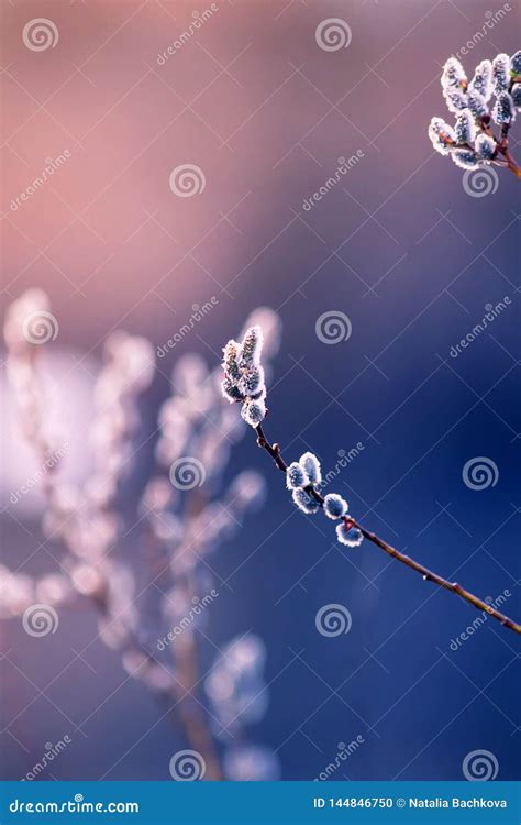 Beautiful Willow Branches With Fluffy Soft Buds Blossoming In The Spring Park Clean On Easter