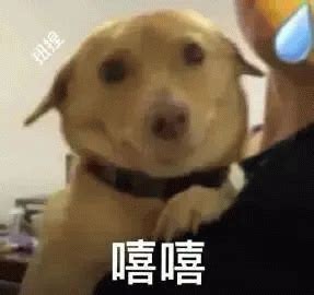 小狗狗嘻嘻表情包 可爱小狗带着笑容，表情呆萌可爱的“嘻嘻”动态表情包表情包图片动图 求表情网 斗图从此不求人