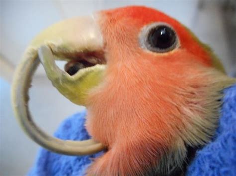 Beak Trim Beak Clipping Bird Vet Bird Vet Melbourne