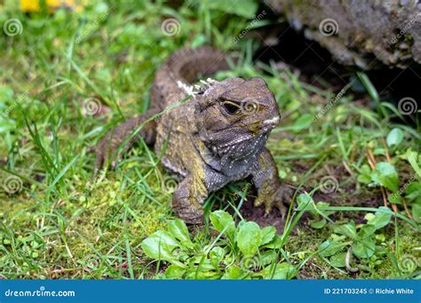 Tuatara The Prehistoric Native Reptile From New Zealand Stock Image
