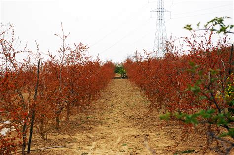 Red Crops In The Fields Background Fields Red Crops Background Image
