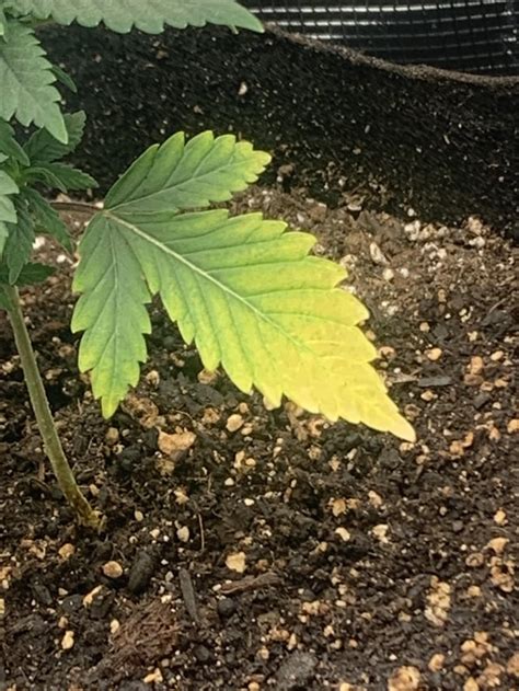 More Leaf Problems Rmicrogrowery