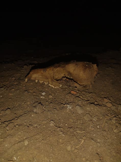 Found These Under My House While Running Ethernet R Whatisthisbone