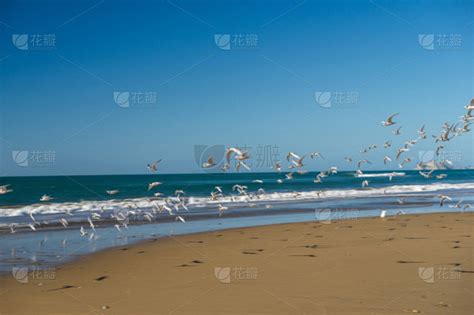 海滩 海鸥 羊群 在上面 水 天空 美 风 水平画幅 云