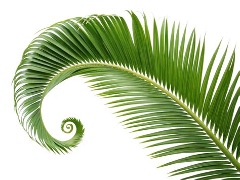 Palm Leaf Spiral Natures Fibonacci Sequence In Green 54714764 Png