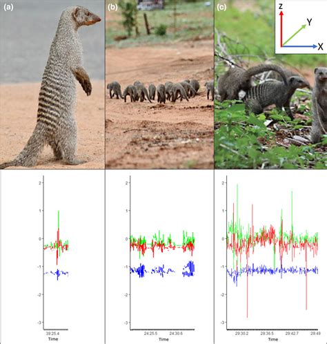 Identifying Social Behaviours Related To Disease Transmission In Banded Mongoose From